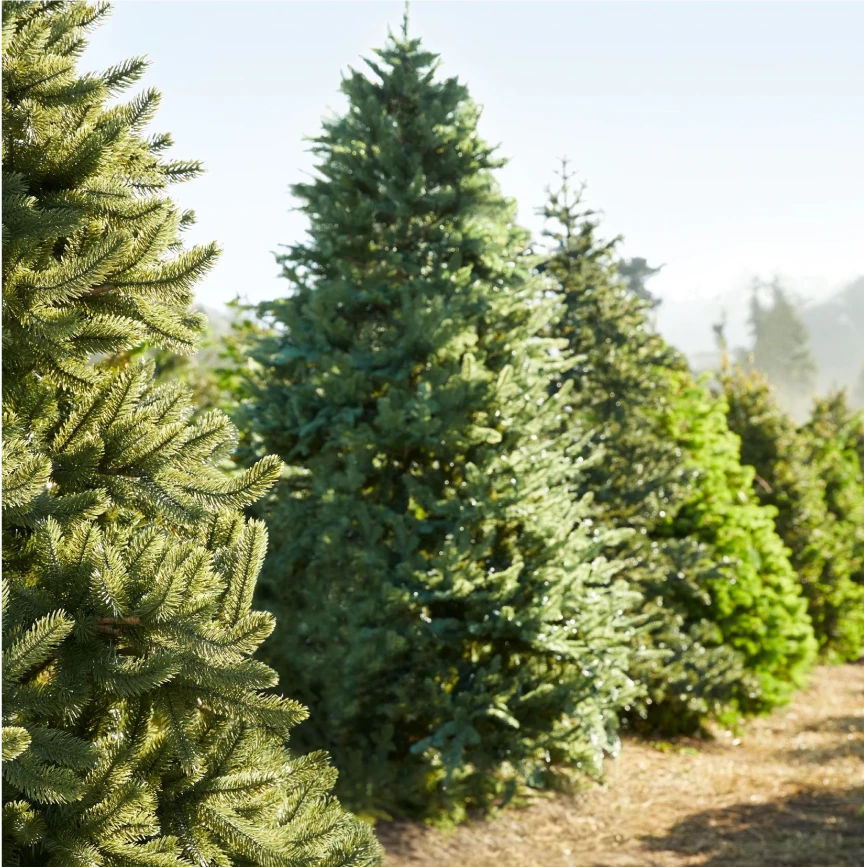 Artificial Christmas Trees, Christmas Decor & Greenery | Balsam Hill