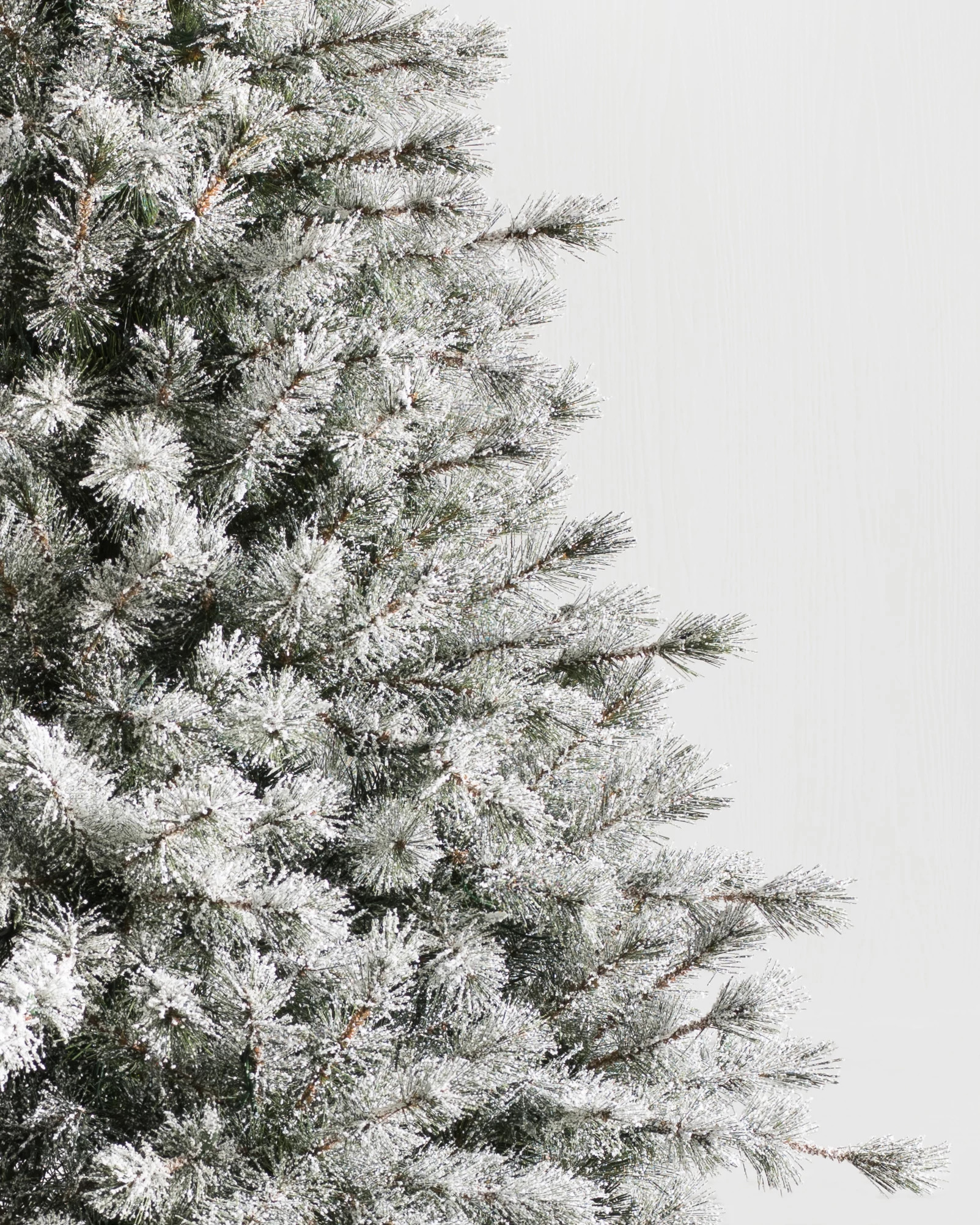 Frosted Sugar Pine Christmas Trees | Balsam Hill