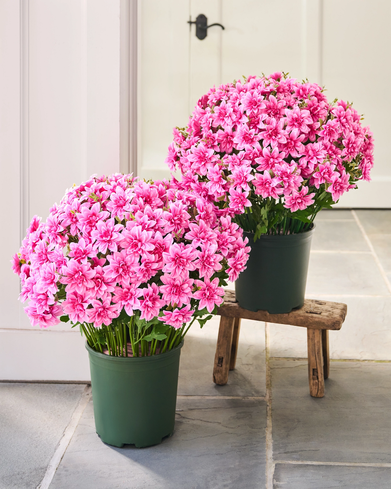 Outdoor Blush Dahlia Delight Artificial Spring Pot Filler | Balsam Hill
