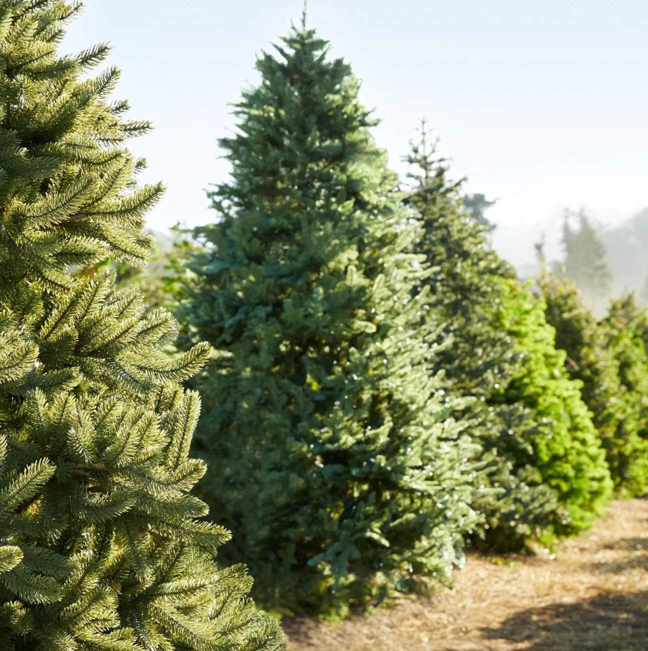 Artificial Christmas Trees, Christmas Ornaments & Spring Décor | Balsam ...