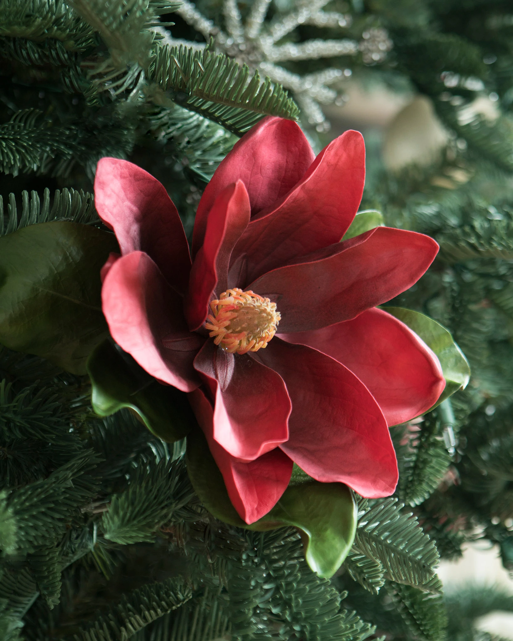 Red Magnolia Flower Pictures